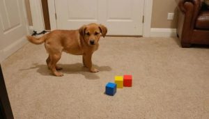 Chuckit Website - Premium Dog Balls and Other Dog Toys